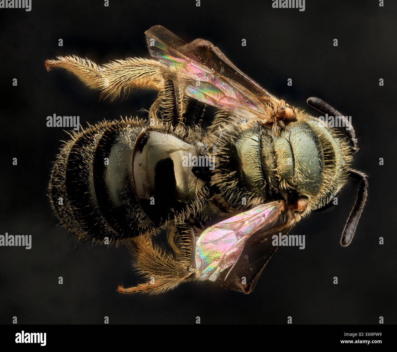 Halictid bees hi-res stock photography and images - Alamy