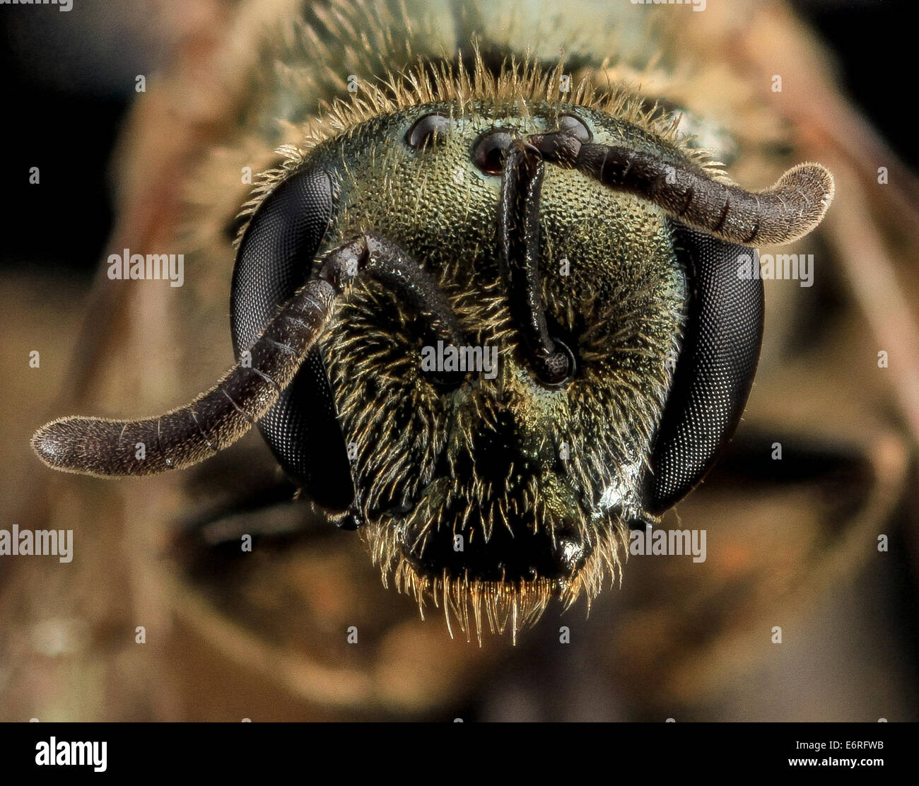 Halictid bees hi-res stock photography and images - Alamy
