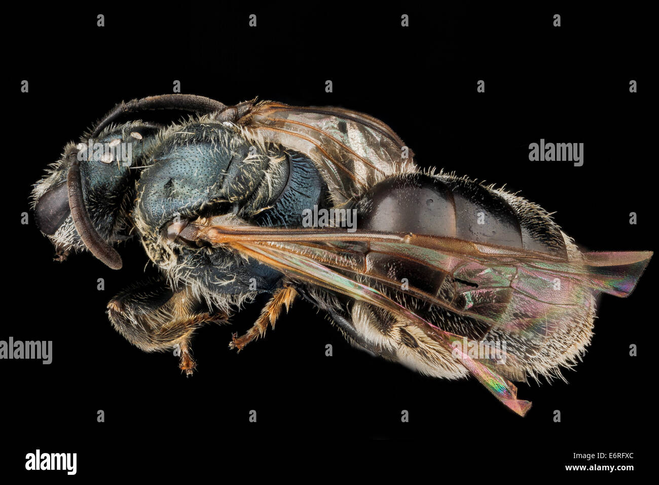 This image features a female *Lasioglossum laevissimum* sweat bee from ...