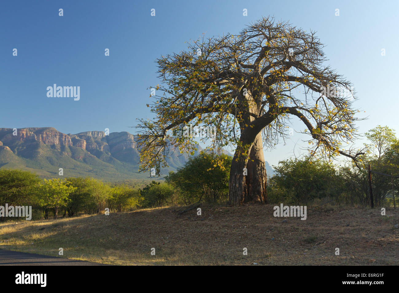Baobab tree south africa hi-res stock photography and images - Alamy