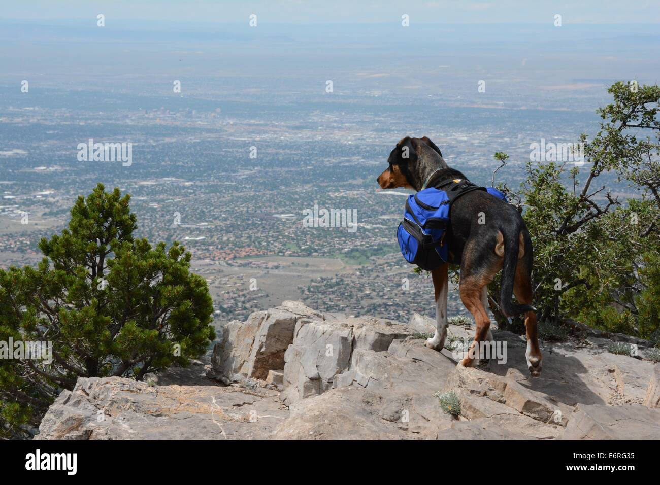 My dog Luke looking across country at the top of a saddle in the Sandia ...
