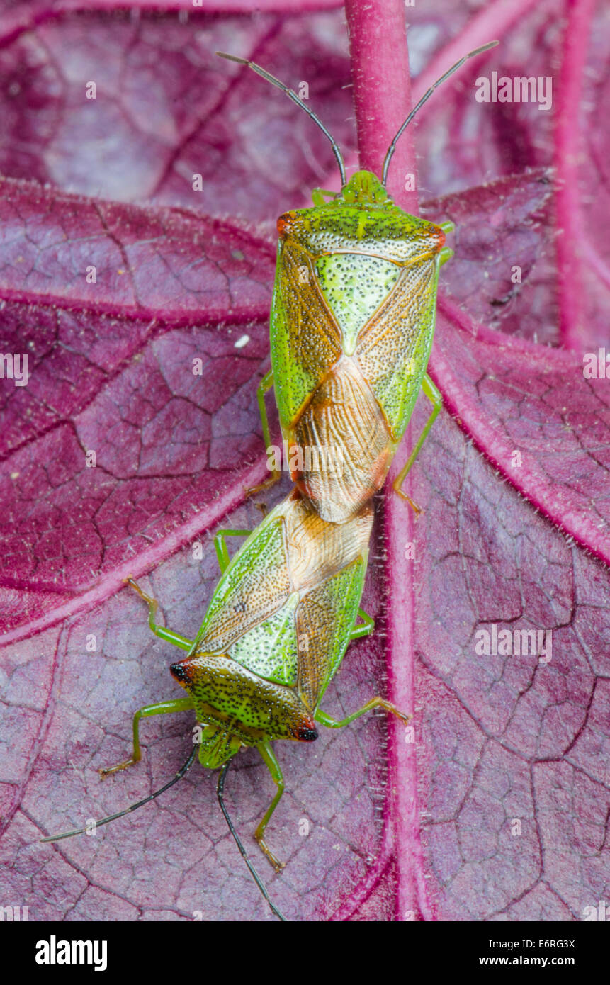 Hawthorn Shieldbug [Acanthosoma haemorrhoidale] Pair mating. Sussex, UK ...