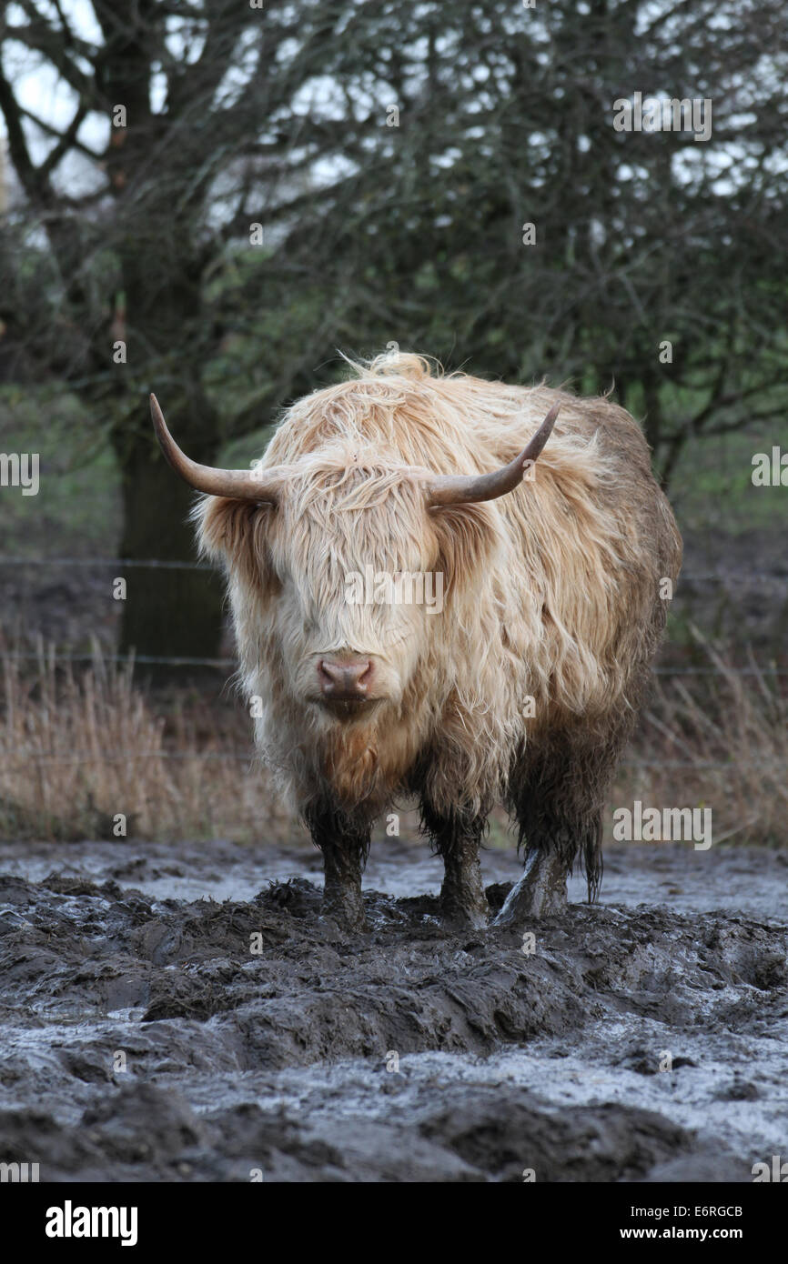 Highland cow in mud hi-res stock photography and images - Alamy