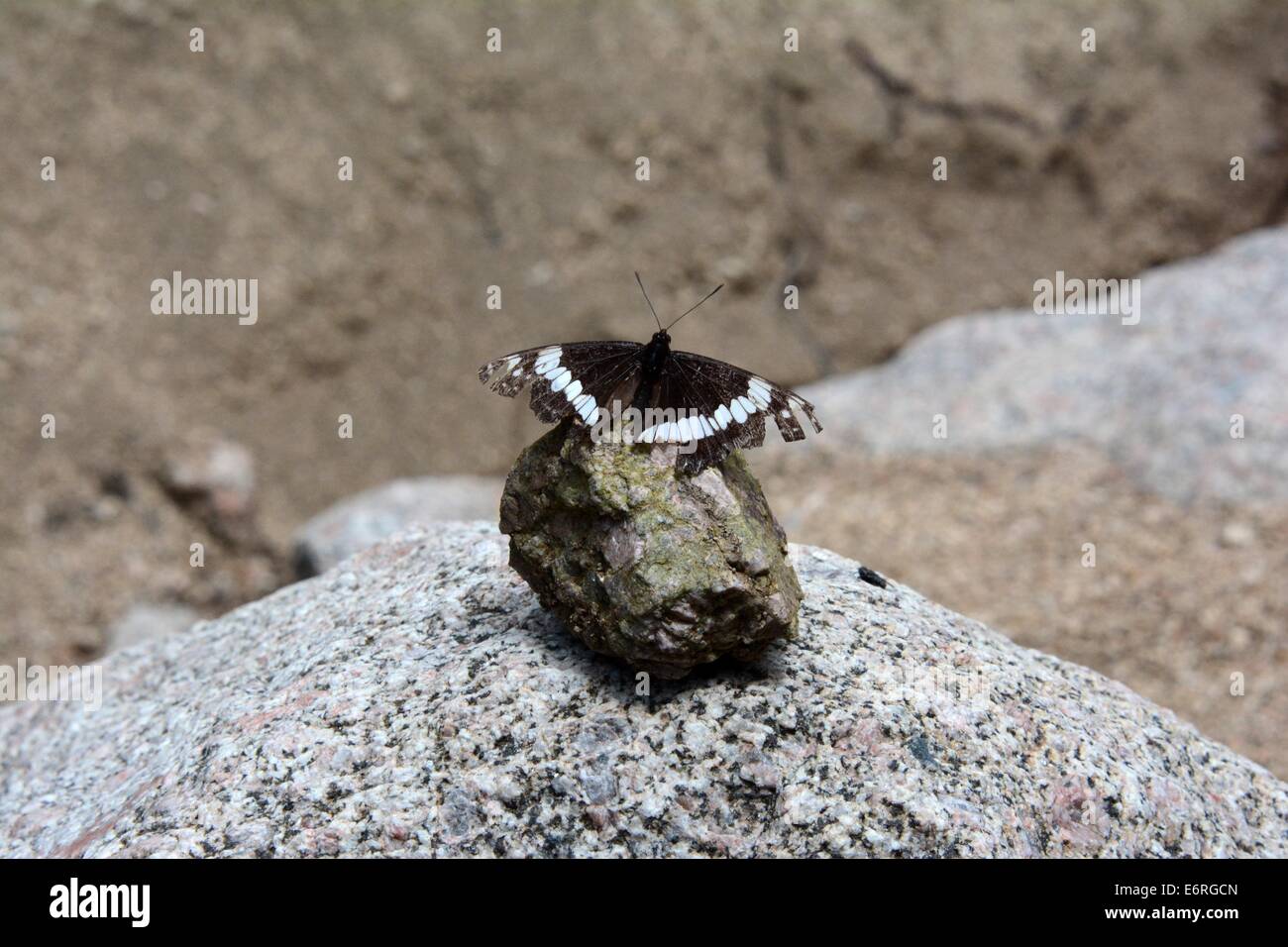 Weidemeyer's Admiral Butterfly on rock in a draw in the Sandia ...