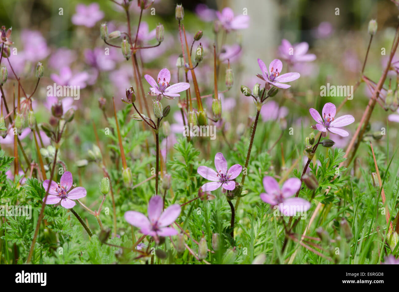 Common Stork's-bill [Erodium cicutarium] [redstem filaree] Sussex, UK ...