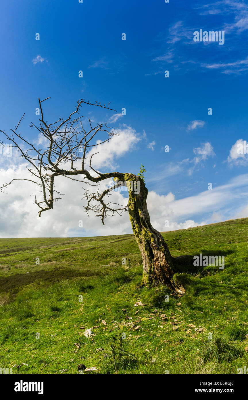 Summer afternoon: A Blasted bare leafless dead skeletal tree in the ...