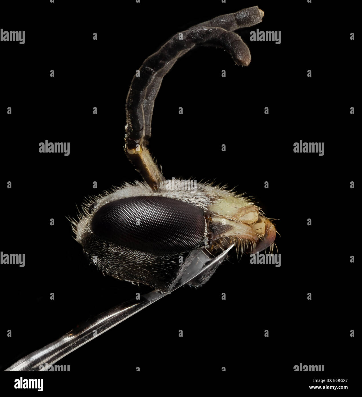 Labrum anatomy hi-res stock photography and images - Alamy