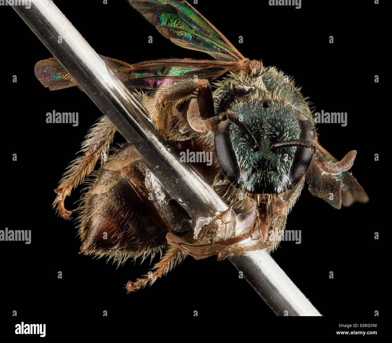 Lasioglossum tamiamense, a southern species of sweat bee, was ...