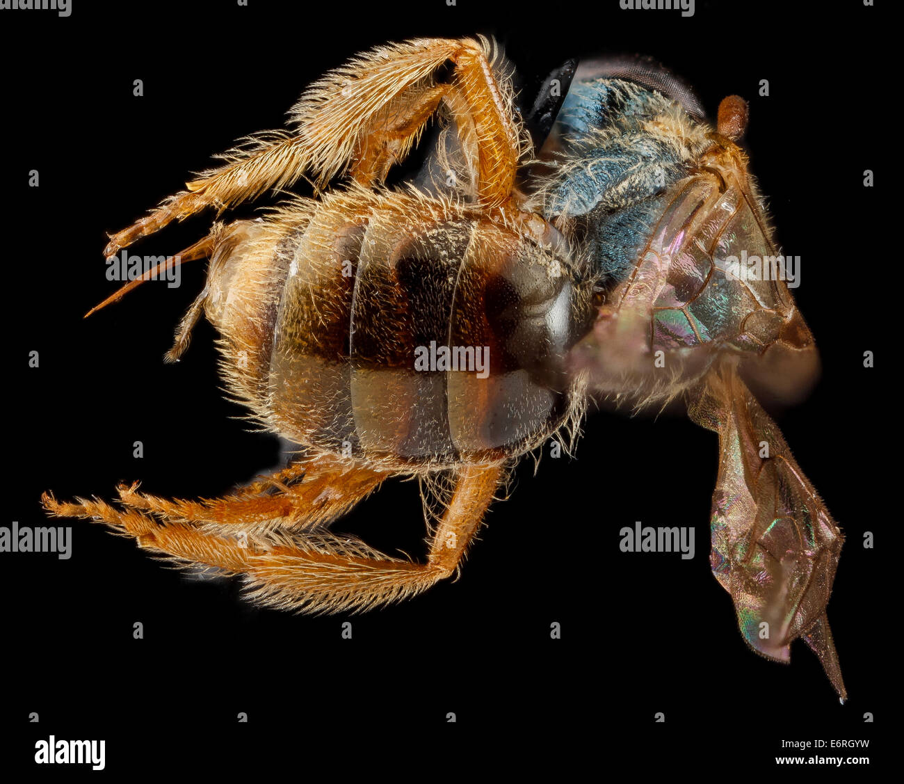 This image shows a female Lasioglossum tarponense, a species of sweat ...