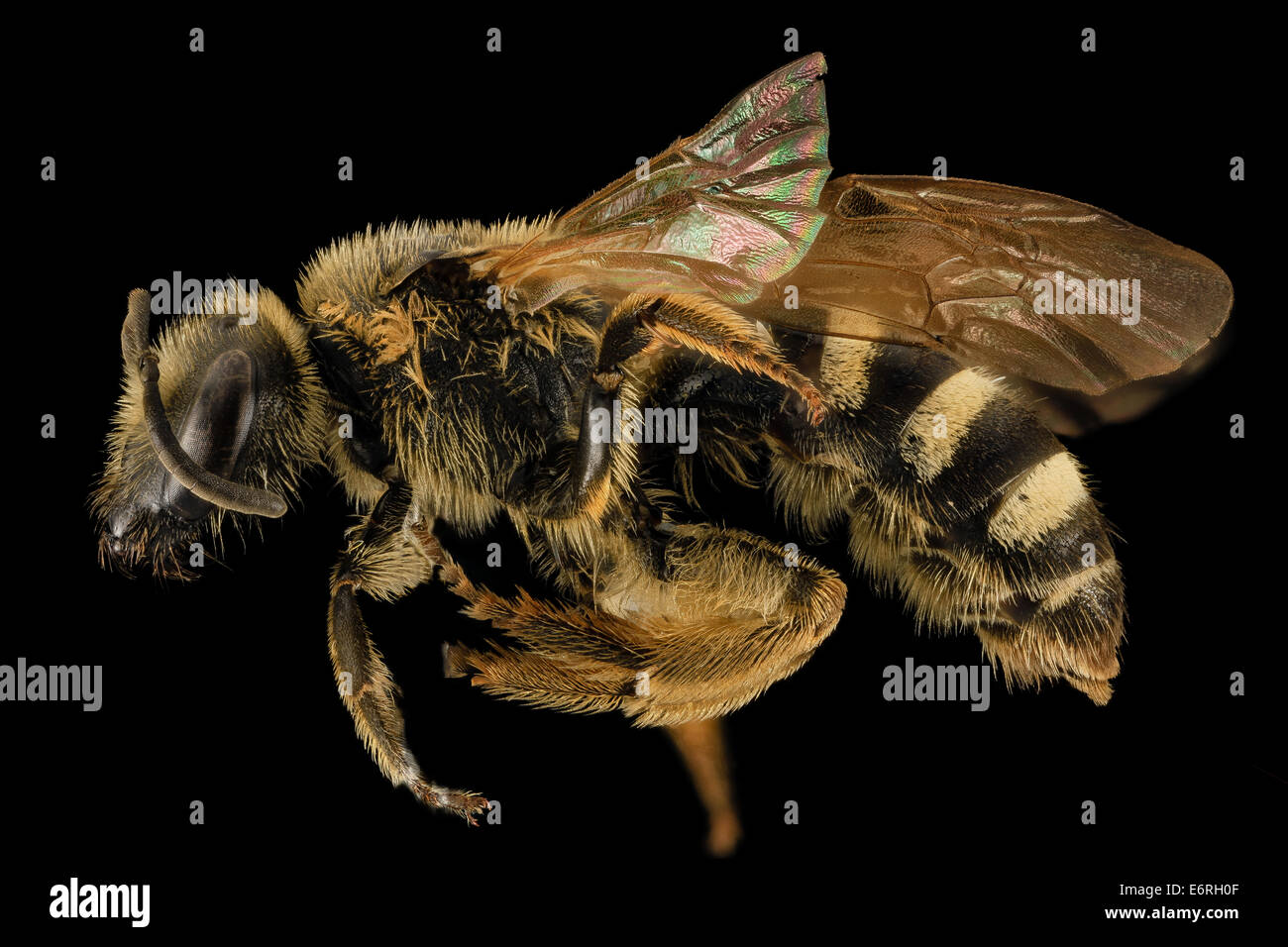 Lasioglossum trizonatum, a species of sweat bee, was photographed in ...