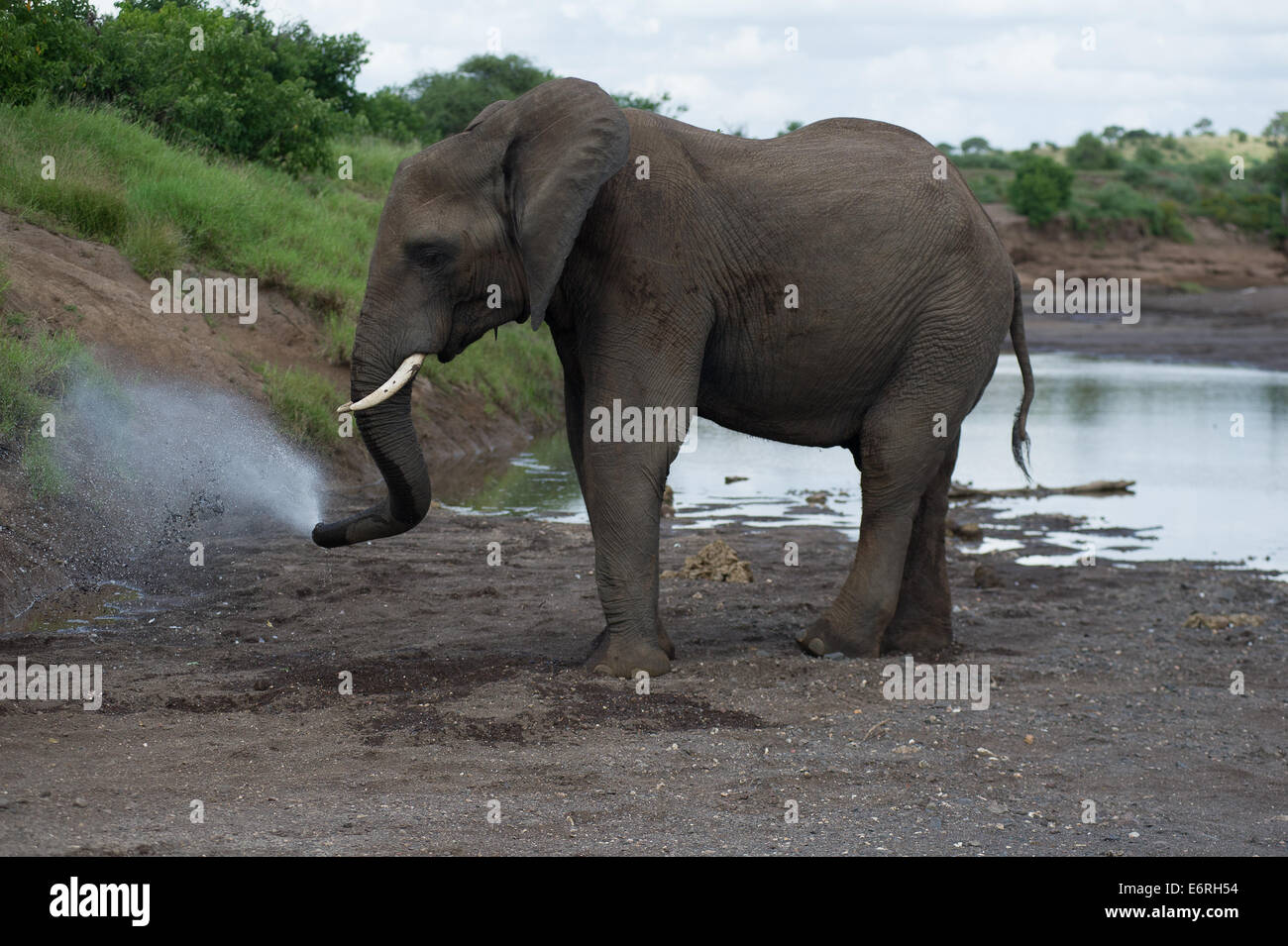 Elephant safari botswana hi-res stock photography and images - Alamy