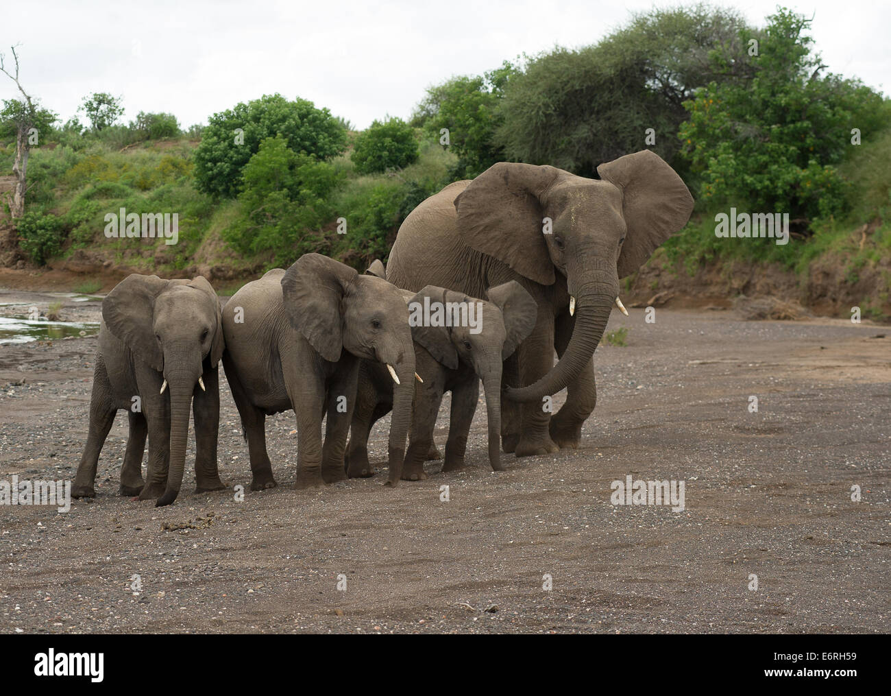 Mother elephant with 4 baby elephants Stock Photo - Alamy