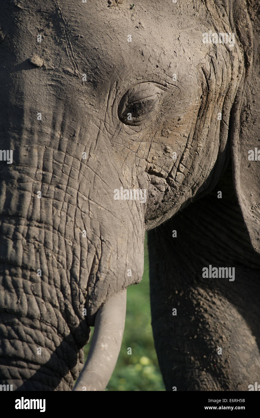 Elephant look hi-res stock photography and images - Alamy
