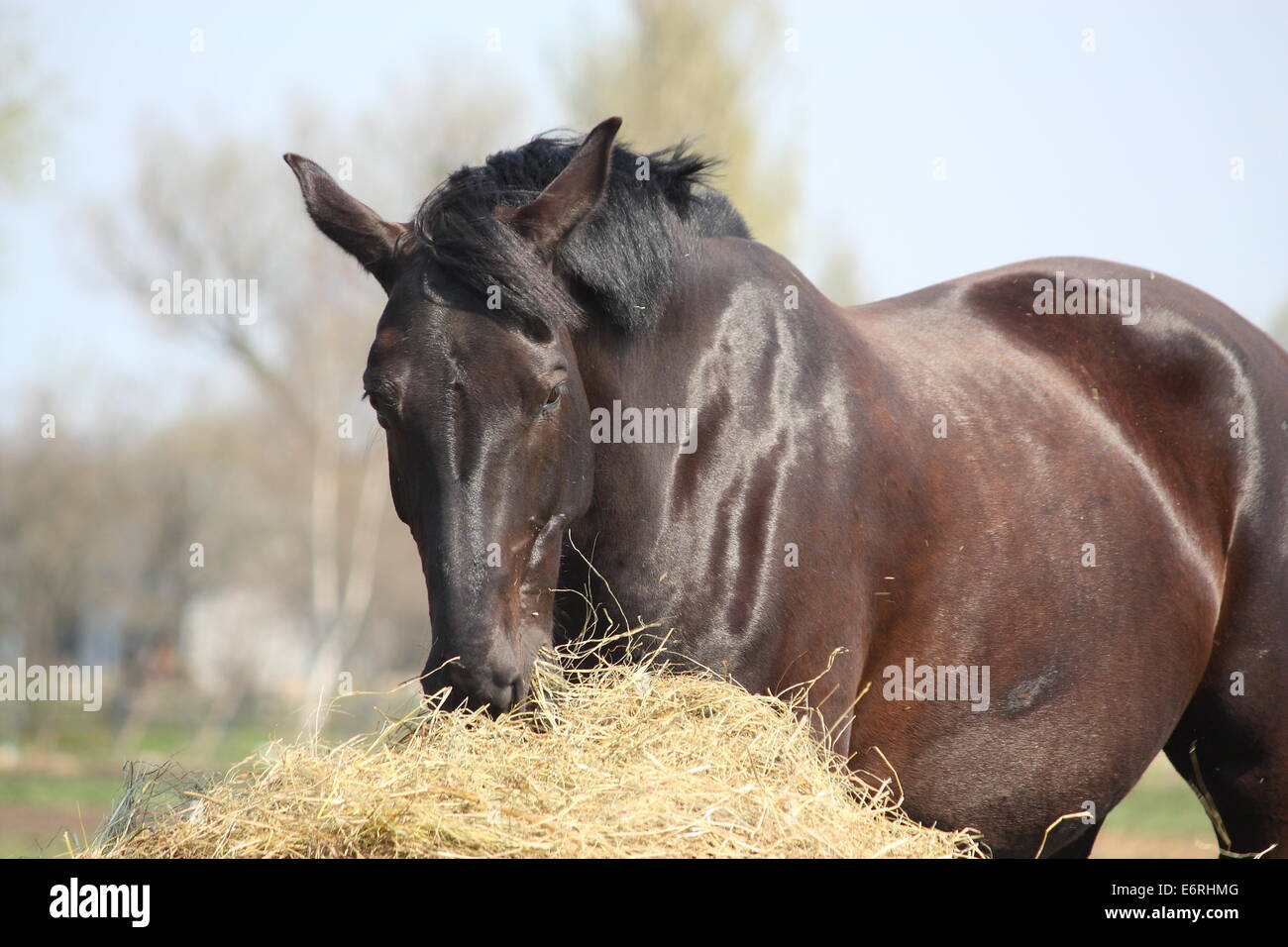 Horse eating hay hi-res stock photography and images - Alamy