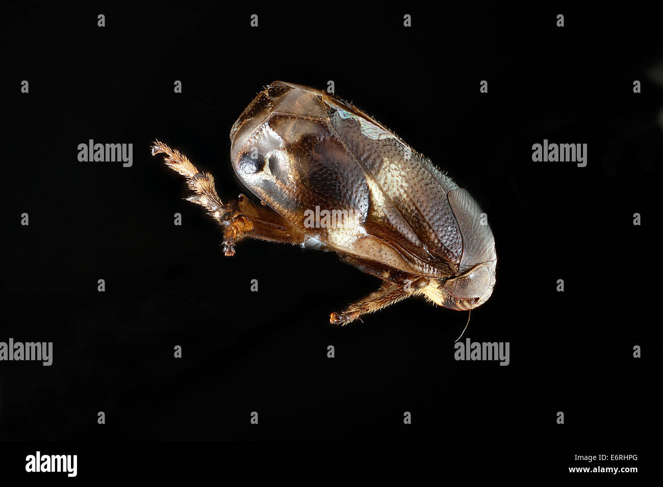 An unidentified leaf-hopper captured in a side view, highlighting its ...