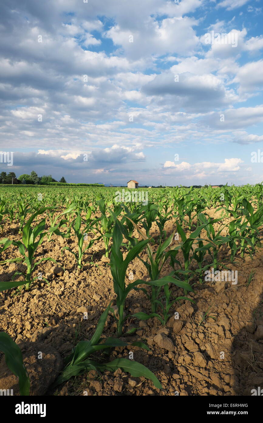 Mais corn hi-res stock photography and images - Alamy