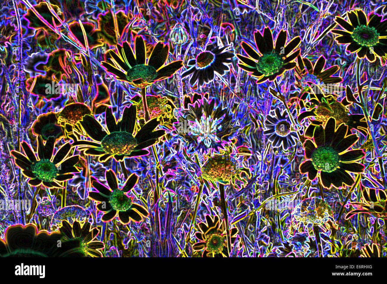 Wild flowers in bloom - solarized in photoshop Stock Photo - Alamy