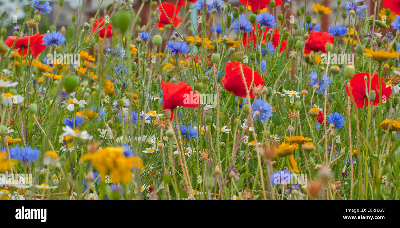 Wild flowers in bloom Stock Photo - Alamy