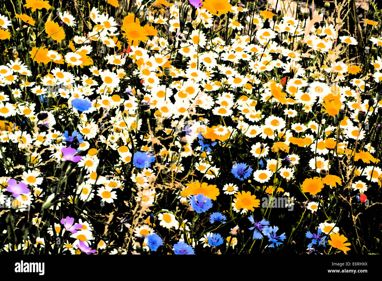 Wild flowers in bloom Stock Photo - Alamy