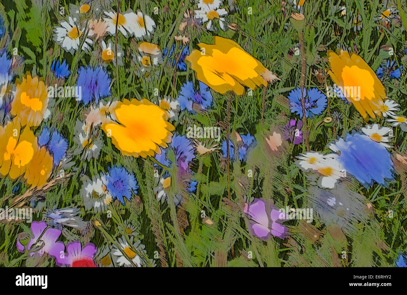 Wild flowers in bloom Stock Photo - Alamy