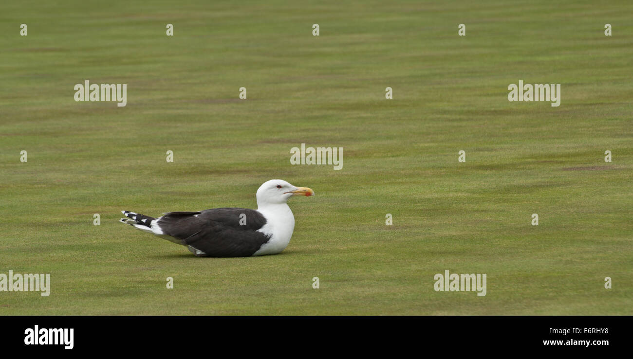A Greater Black Backed Gull sitting on a bowling green Stock Photo - Alamy