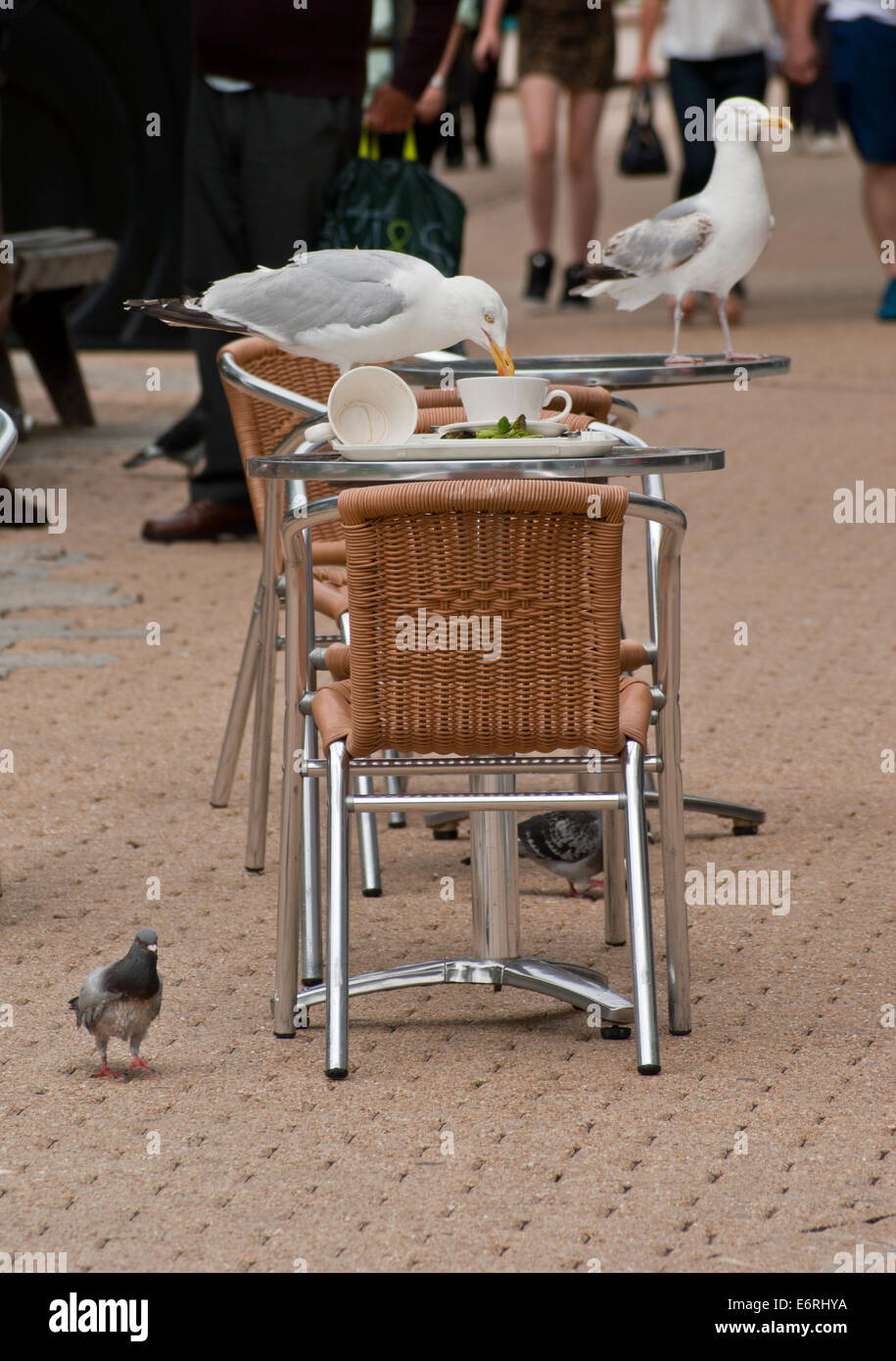 Common seagulls feasting on leftovers on an outdoor cafe table Stock ...