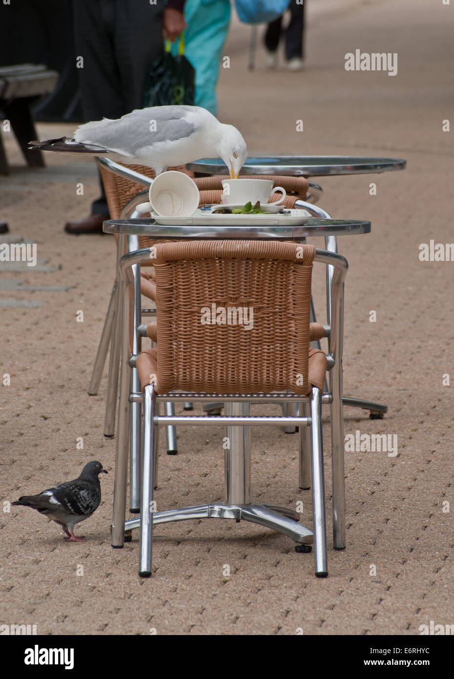 Common seagulls feasting on leftovers on an outdoor cafe table Stock ...