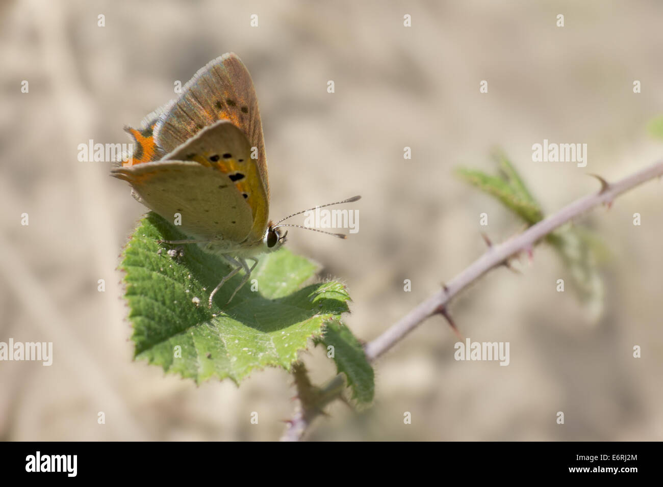 Zakynthos explore greece hi-res stock photography and images - Alamy