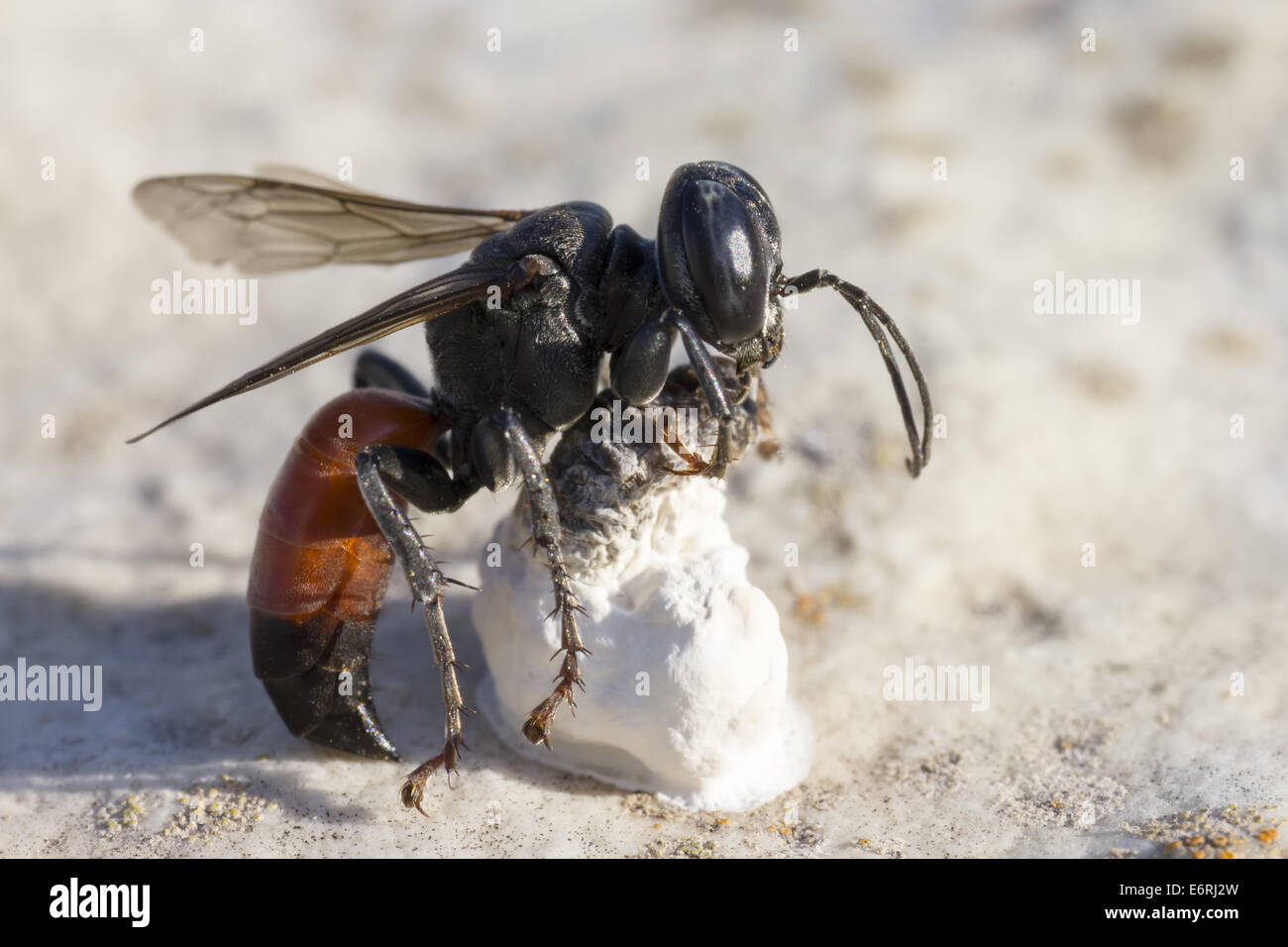 Portrait of a wasp Stock Photo - Alamy