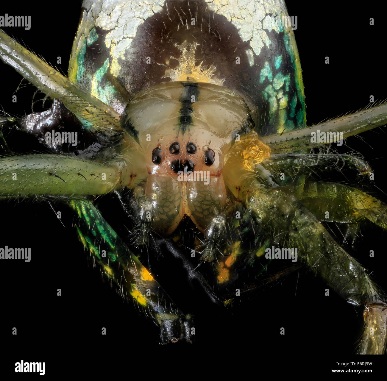 Fluorescent bugs hi-res stock photography and images - Alamy