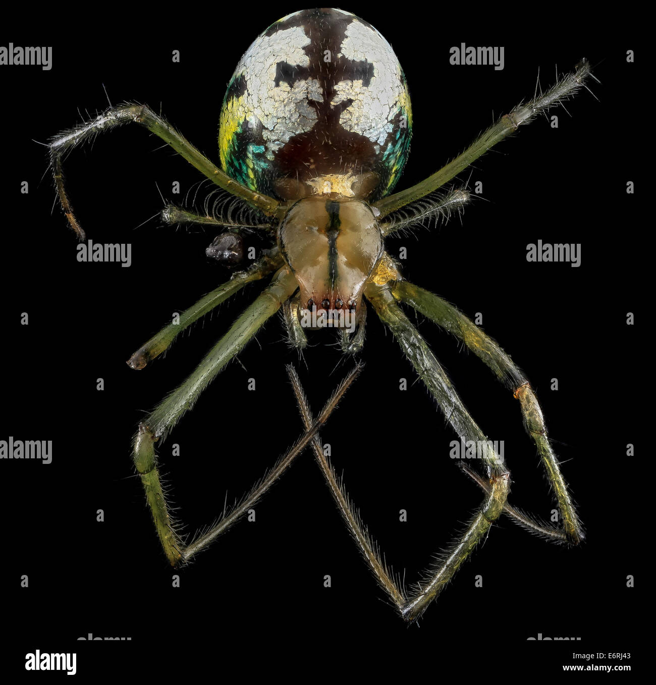 Leucauge venusta, also known as the Orchard Orb Weaver, captured in ...