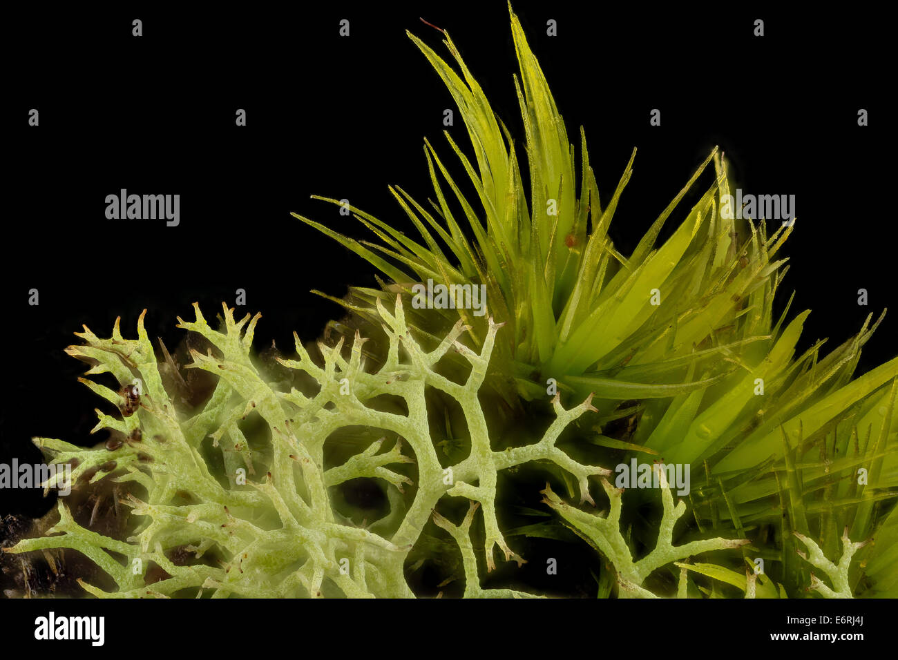 A close-up photograph of a micro arrangement of moss and Cladonia ...