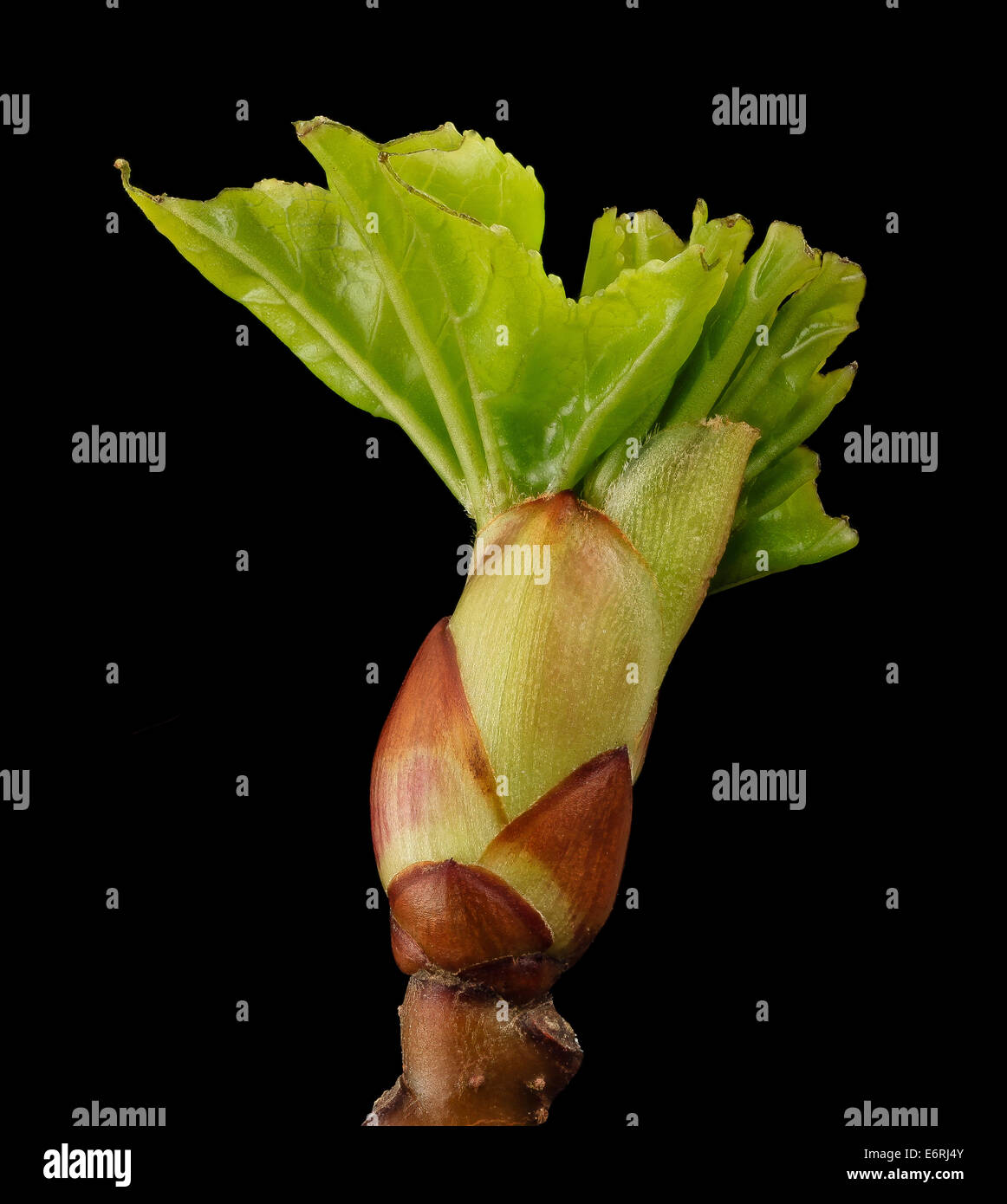 A close-up image of a Liquidambar styraciflua (sweetgum) bud in ...