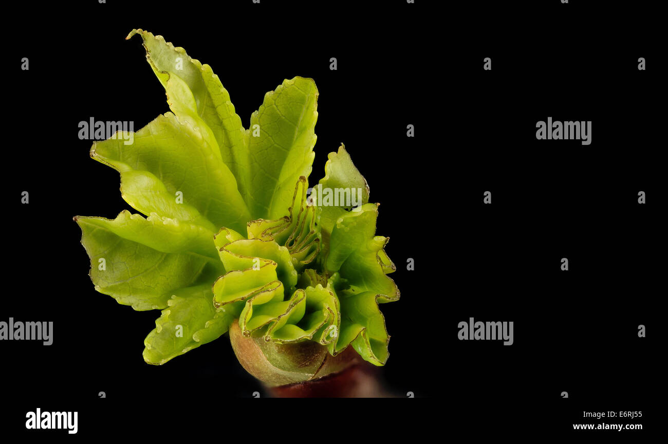 The Liquidambar styraciflua, commonly known as sweetgum, was ...