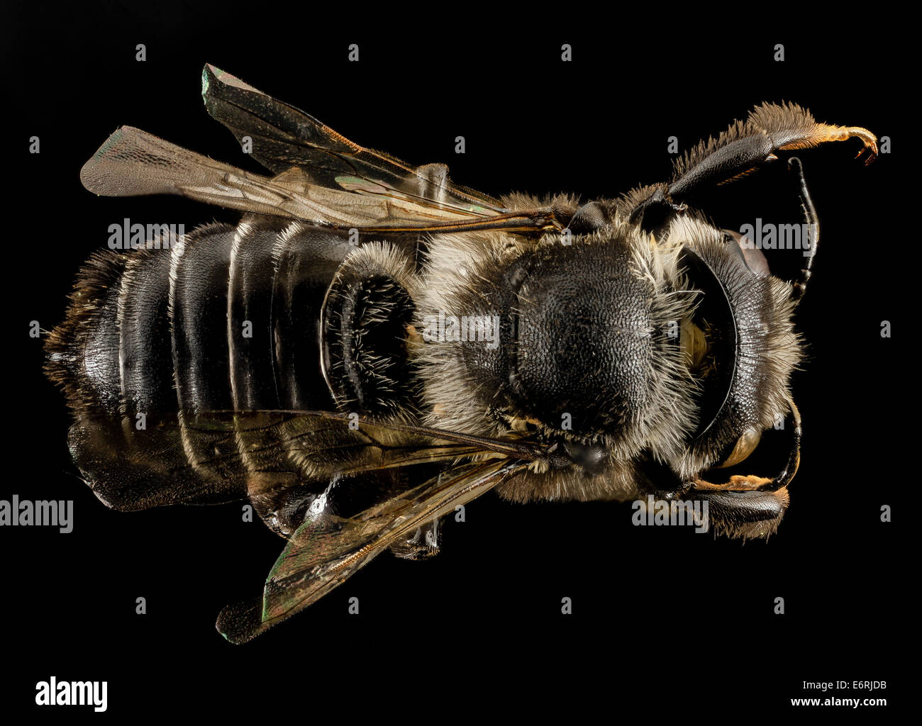 Lithurgus scabrosus, a non-native species of carpenter bee ...