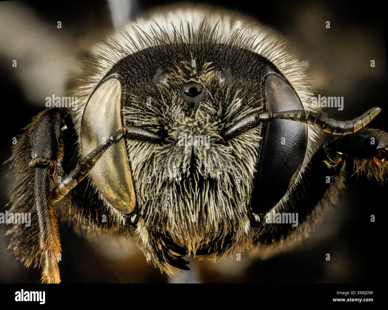 A female Lithurgus scabrosus bee from Maui, Hawaii, representing an ...