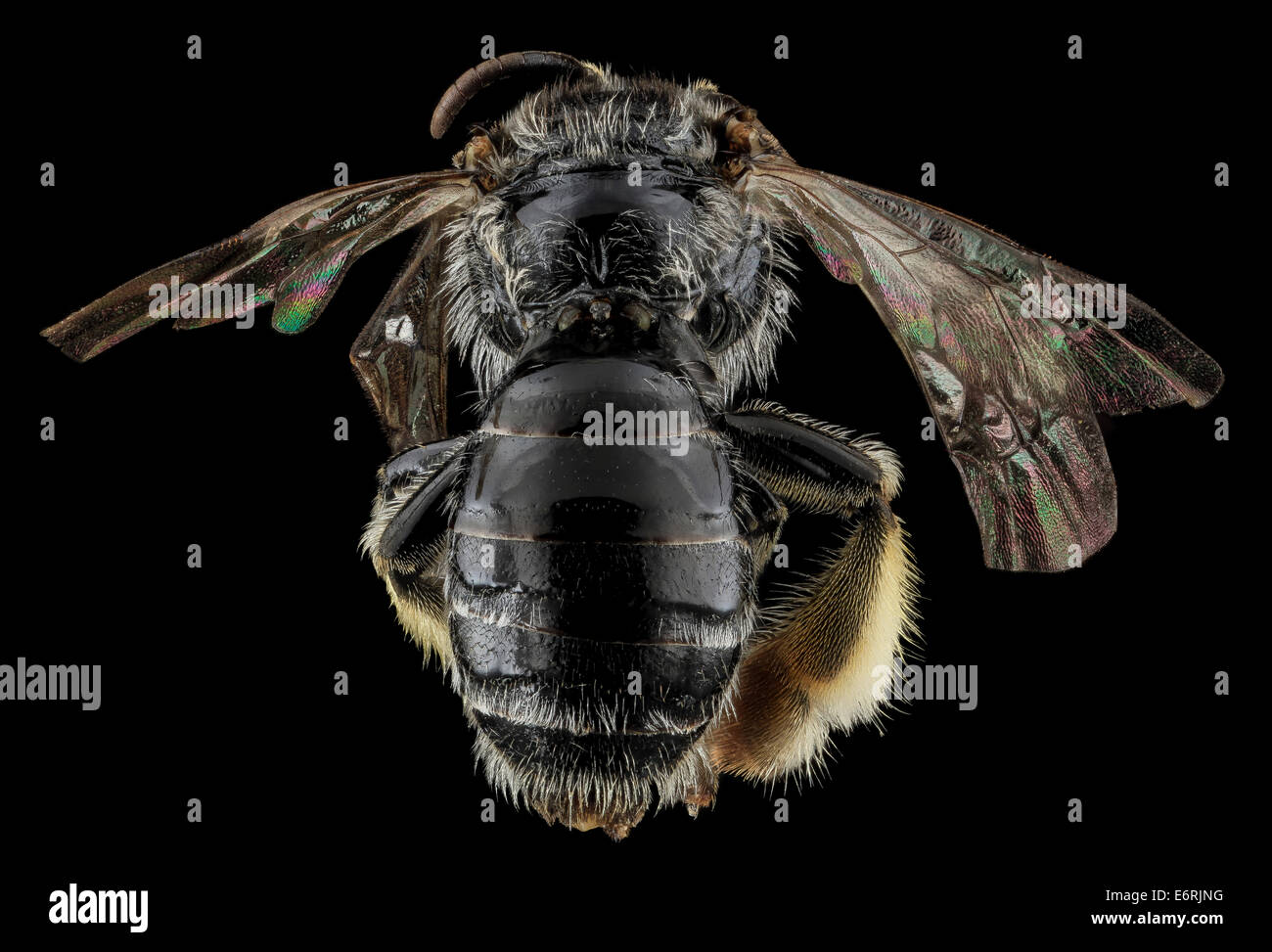 Rare insect behavior hi-res stock photography and images - Alamy