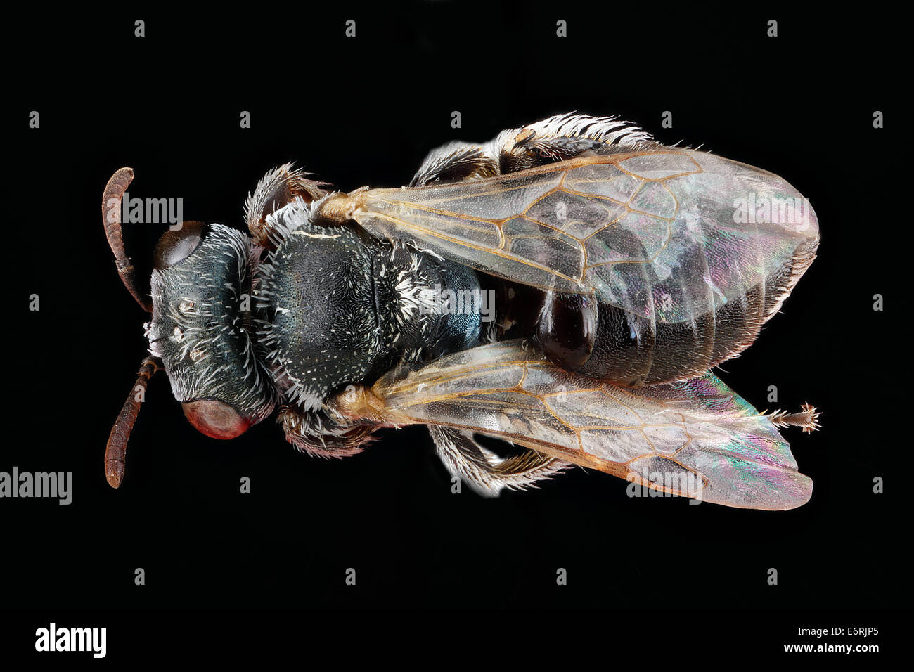 Perdita latior hi-res stock photography and images - Alamy