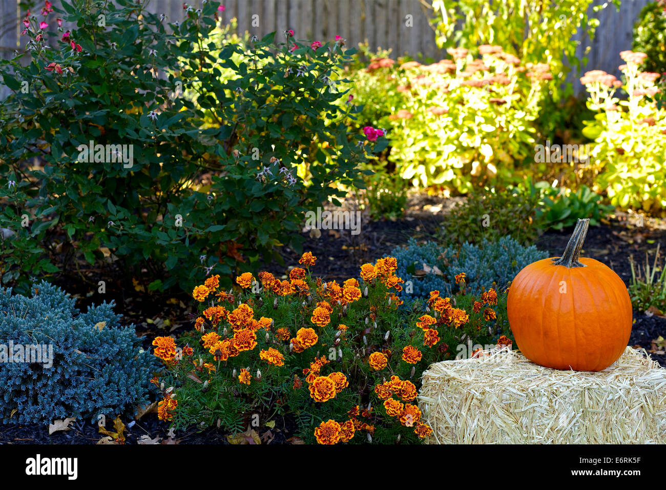 Pumpkin in a garden Stock Photo - Alamy