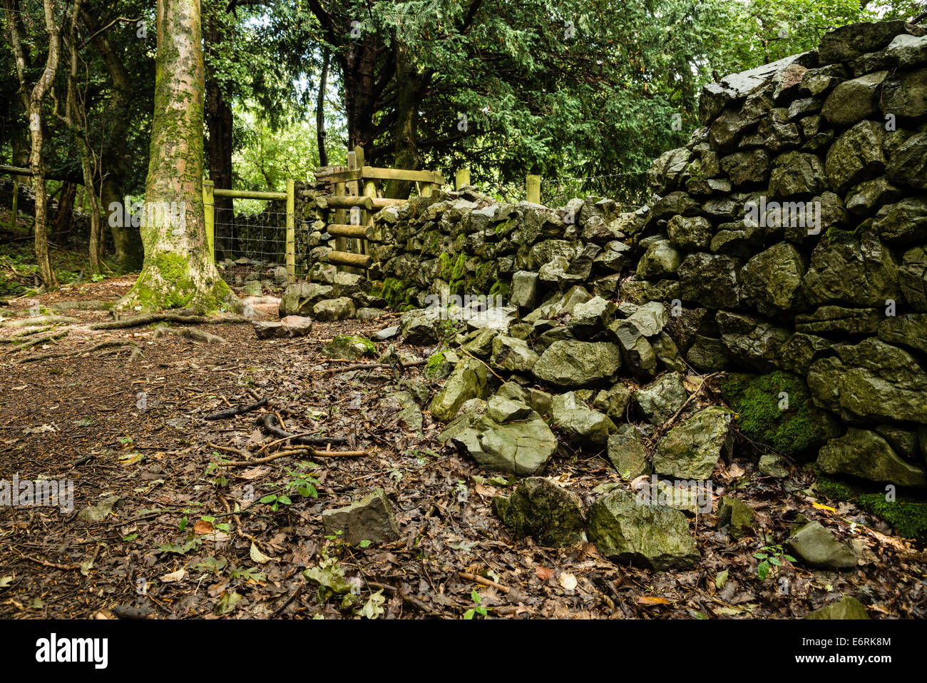 Cheddar Gorge Woodland in Cheddar, Somerset, England, UK Stock Photo ...