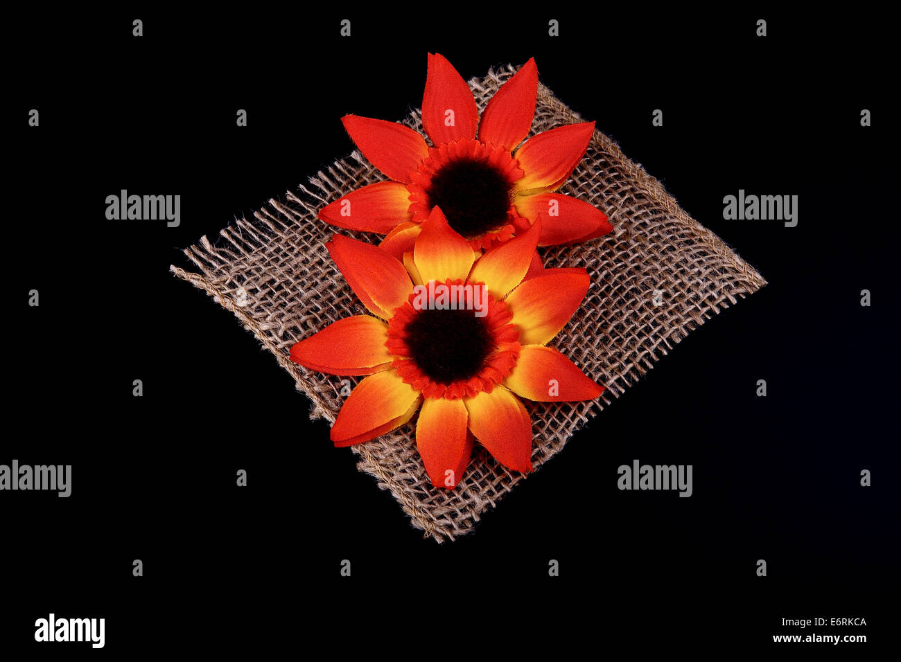 Cornucopia Thanksgiving decoration,black background Stock Photo - Alamy