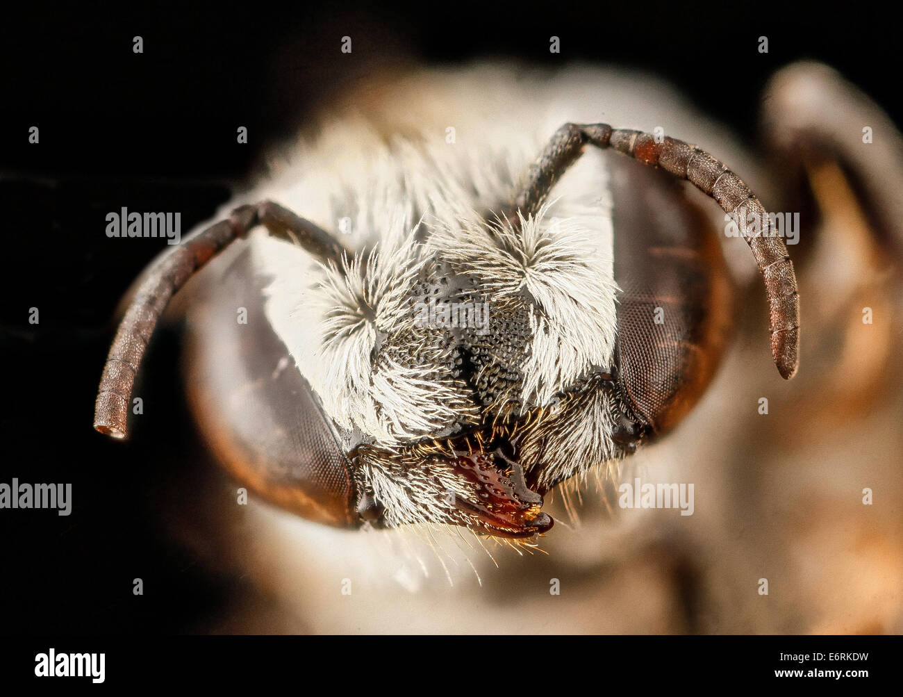 Mandible mandibles hi-res stock photography and images - Alamy