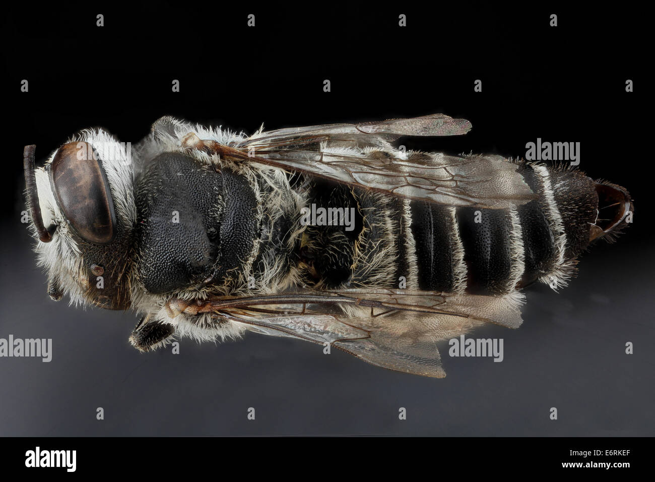 A female Megachile concinna bee is photographed in the Dominican ...
