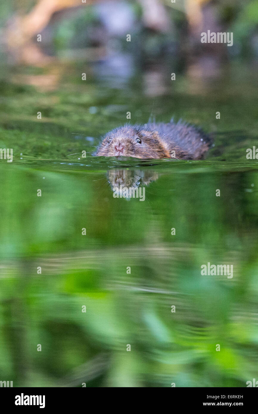 Water vole swimming hi-res stock photography and images - Alamy