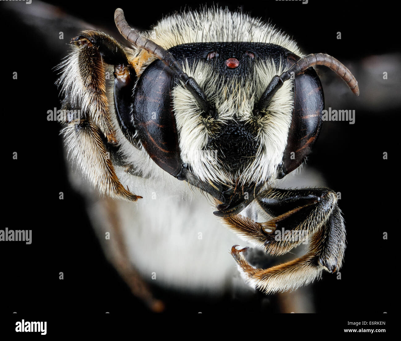 Labrum insect hi-res stock photography and images - Alamy