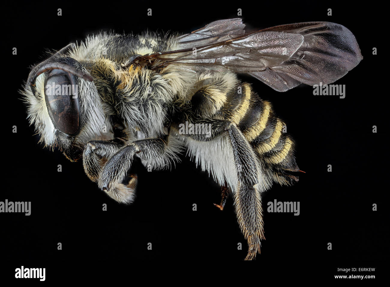 A side view of a female Megachile deceptrix bee, photographed in the Dominican Republic. This ...