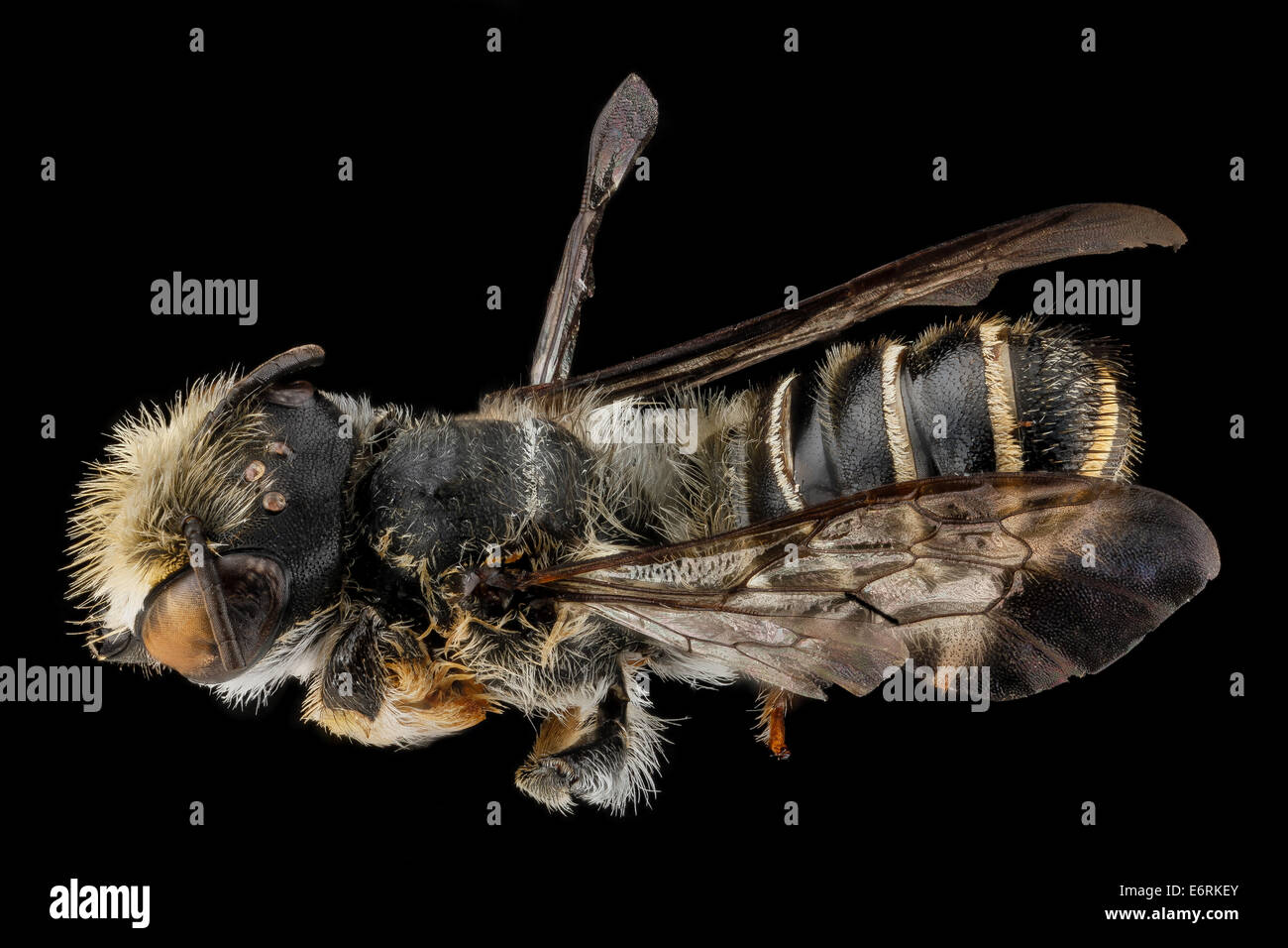 Megachile deceptrix, a species of bee, was photographed from the back ...