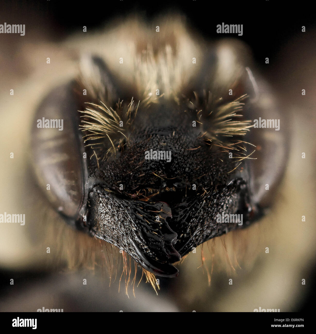 A close-up of Megachile gemula, a leaf-cutting bee species from Prince George's County, Maryland ...