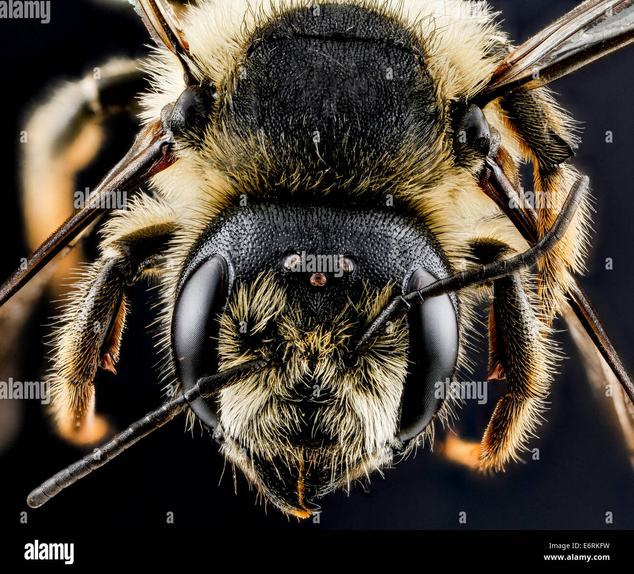 This image shows a close-up of a female Megachile inermis bee in ...