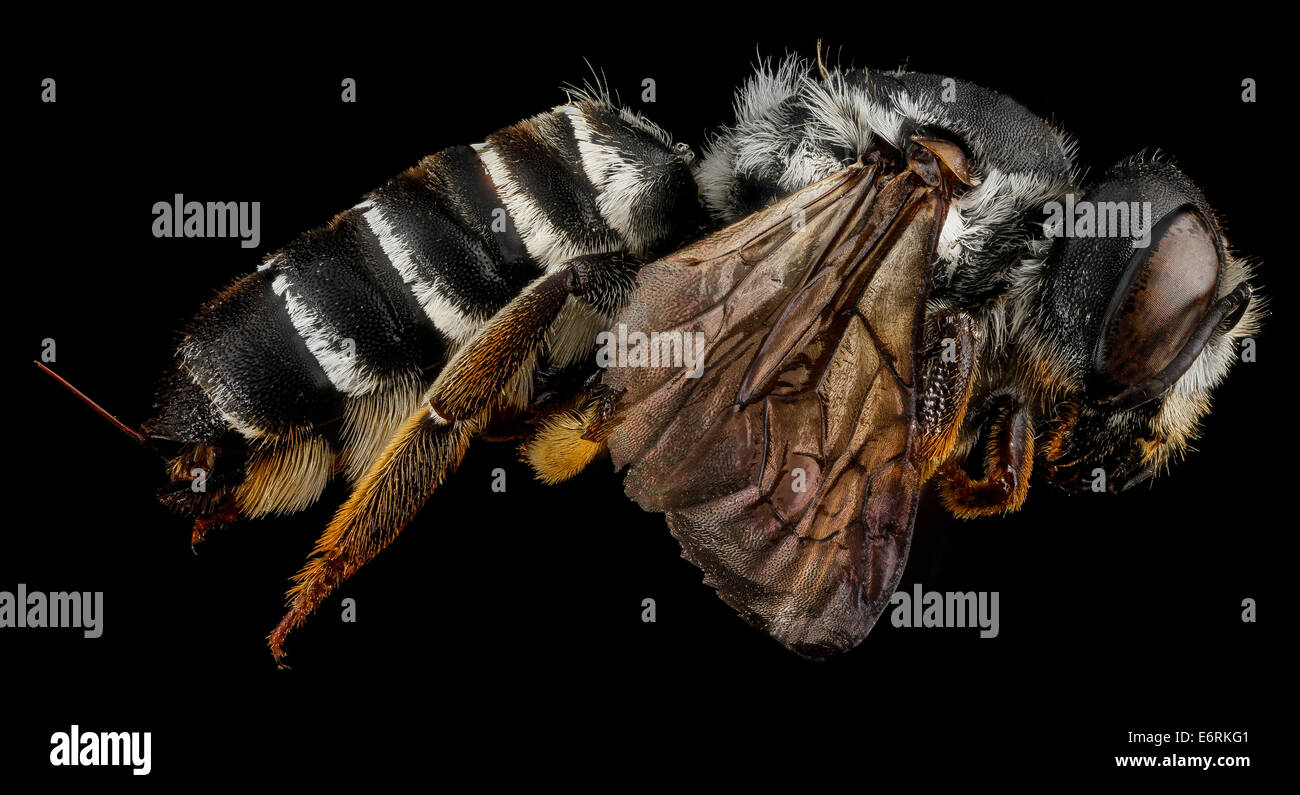 Binomial megachile inimica hi-res stock photography and images - Alamy